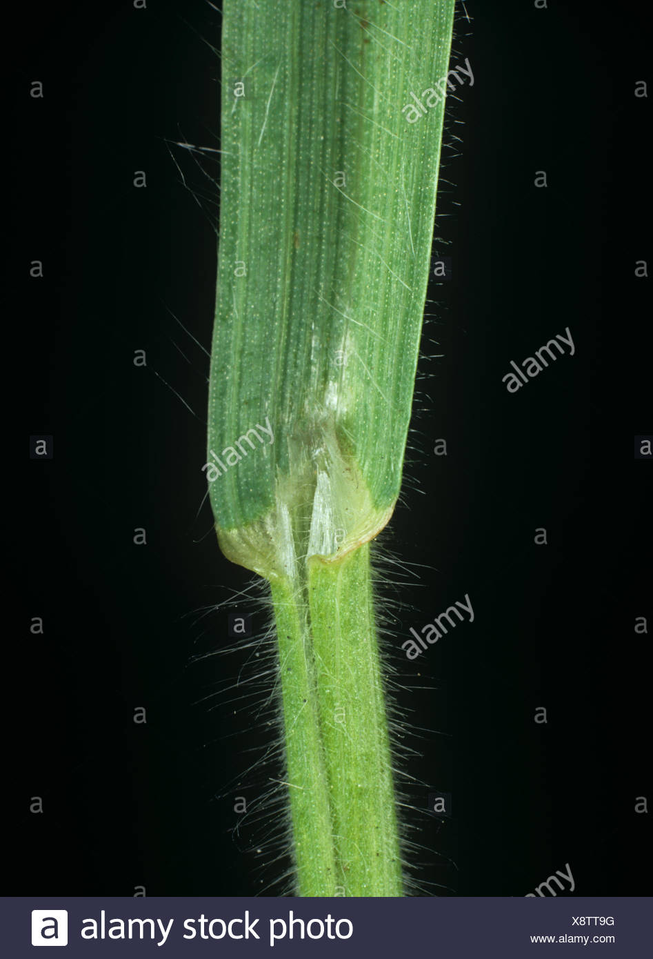 Soft Leaf Grass High Resolution Stock Photography and Images - Alamy