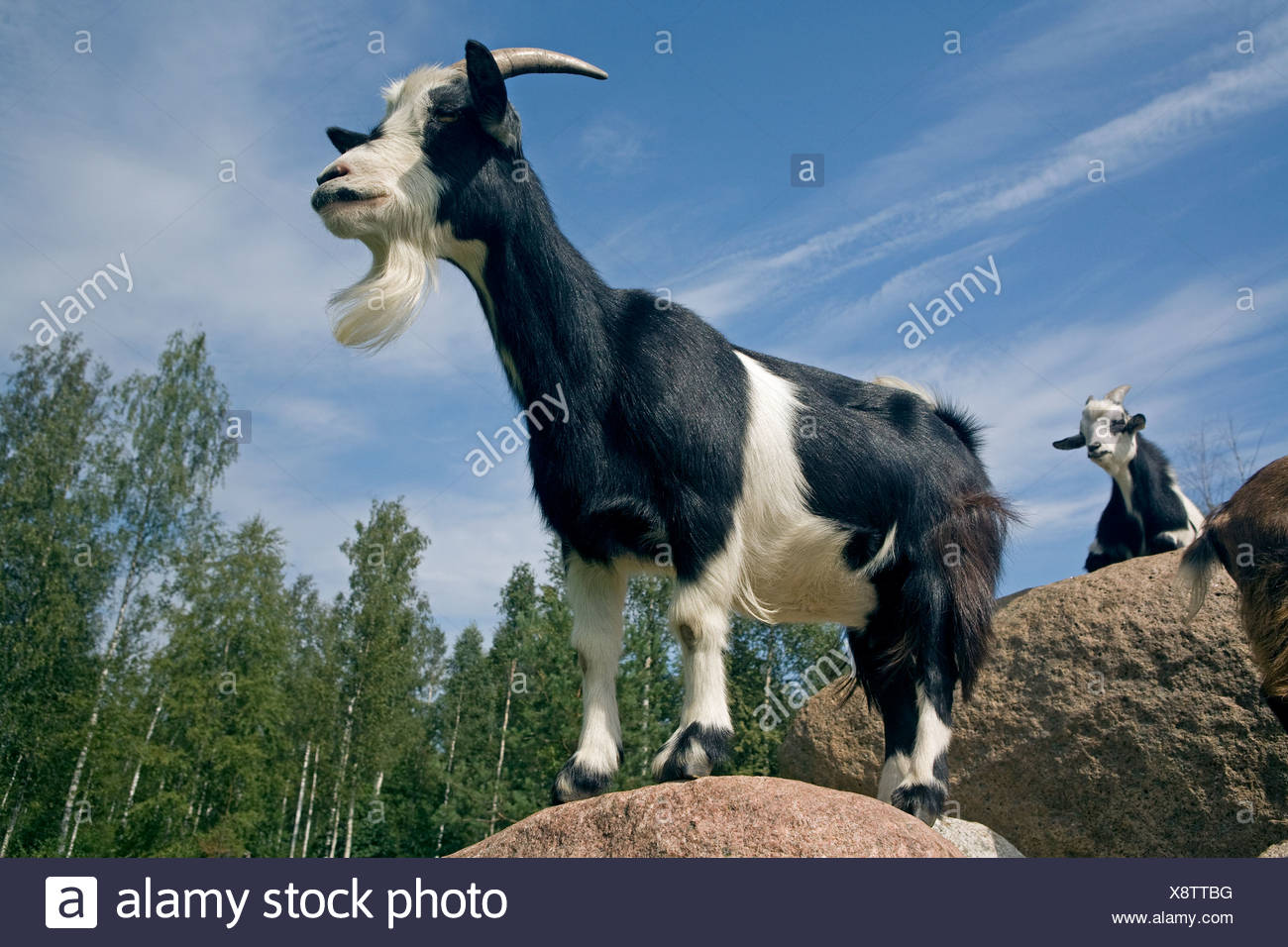 A Billygoat High Resolution Stock Photography and Images - Alamy