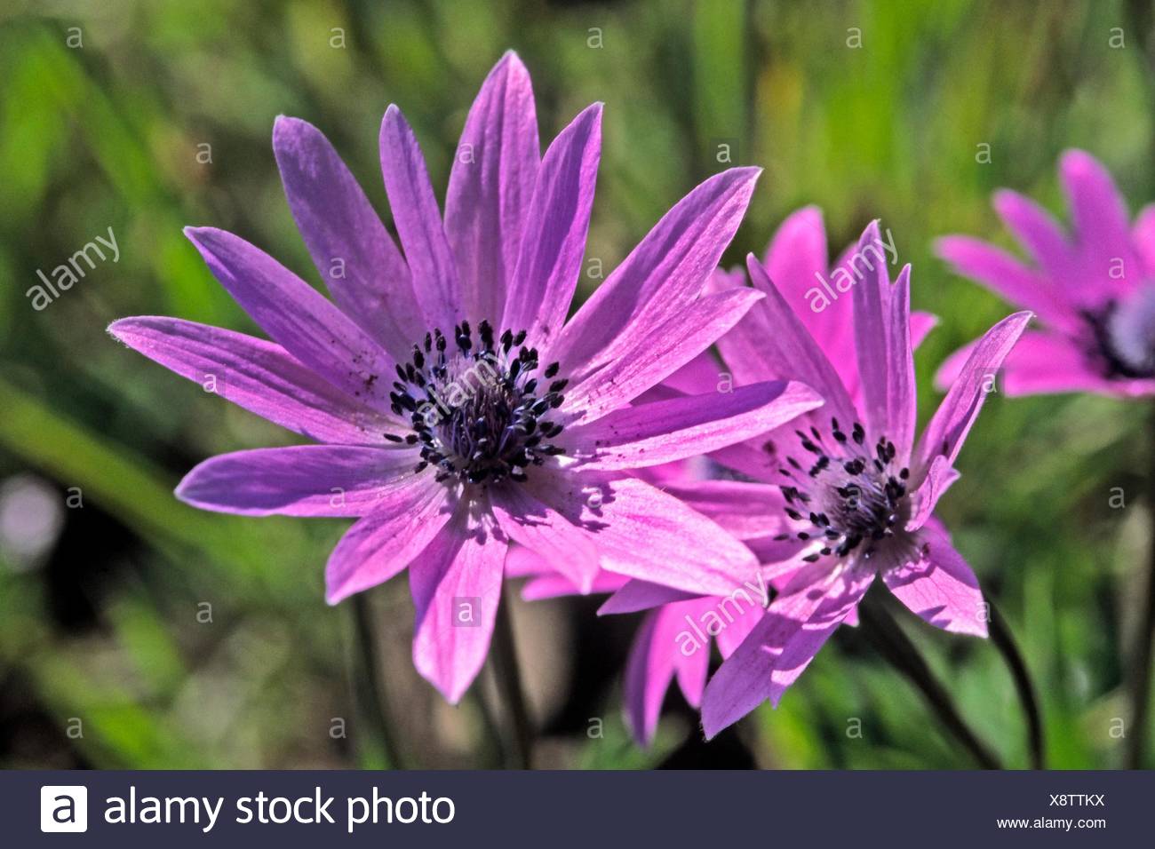 Sternanemone Stock Photos & Sternanemone Stock Images - Alamy