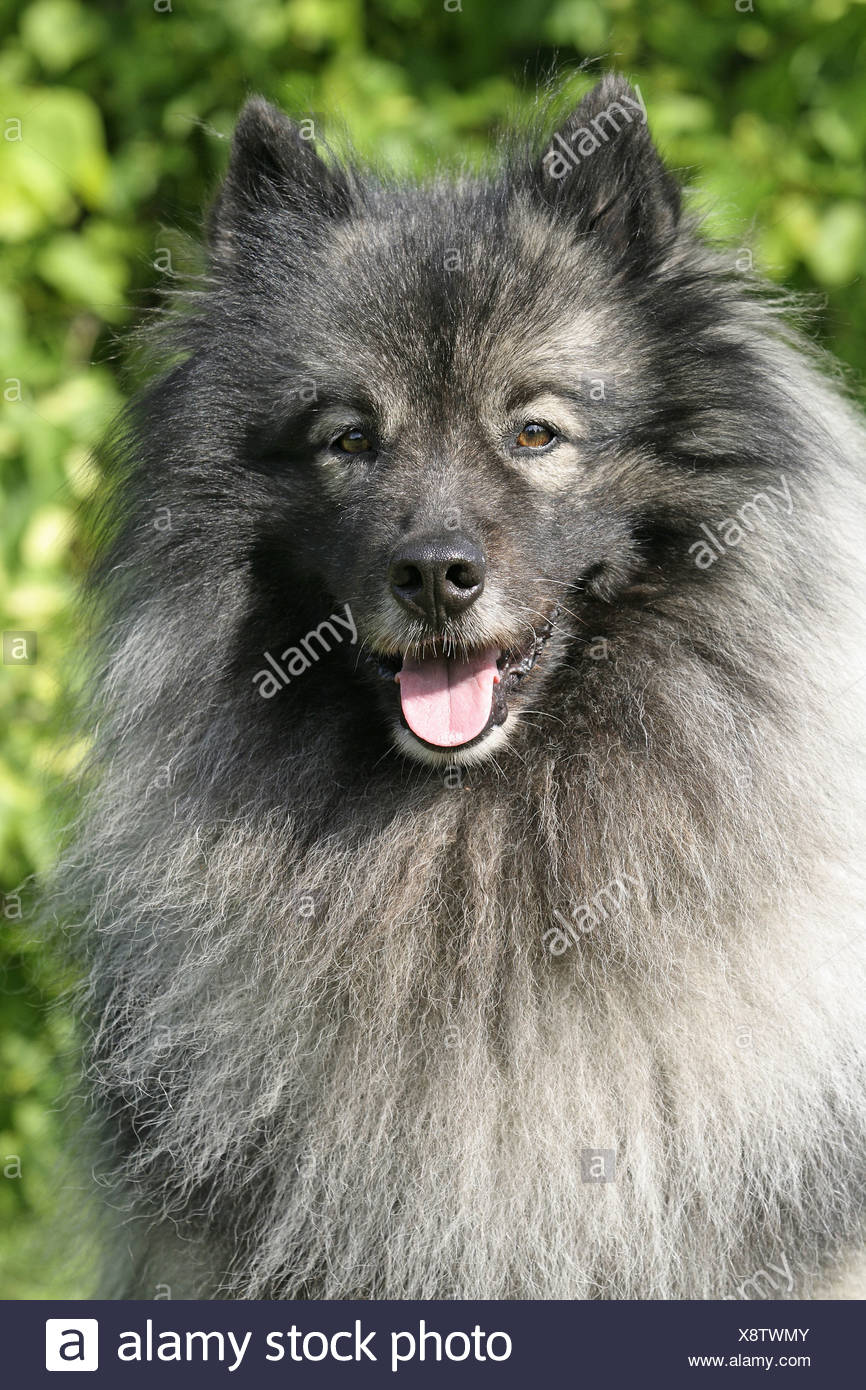 Keeshonden High Resolution Stock Photography and Images - Alamy