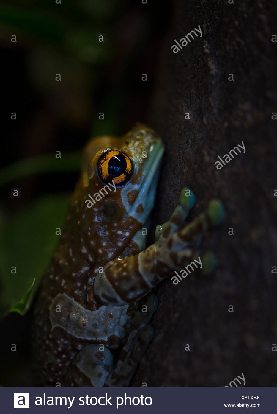 Golden Tree Frog High Resolution Stock Photography and Images - Alamy