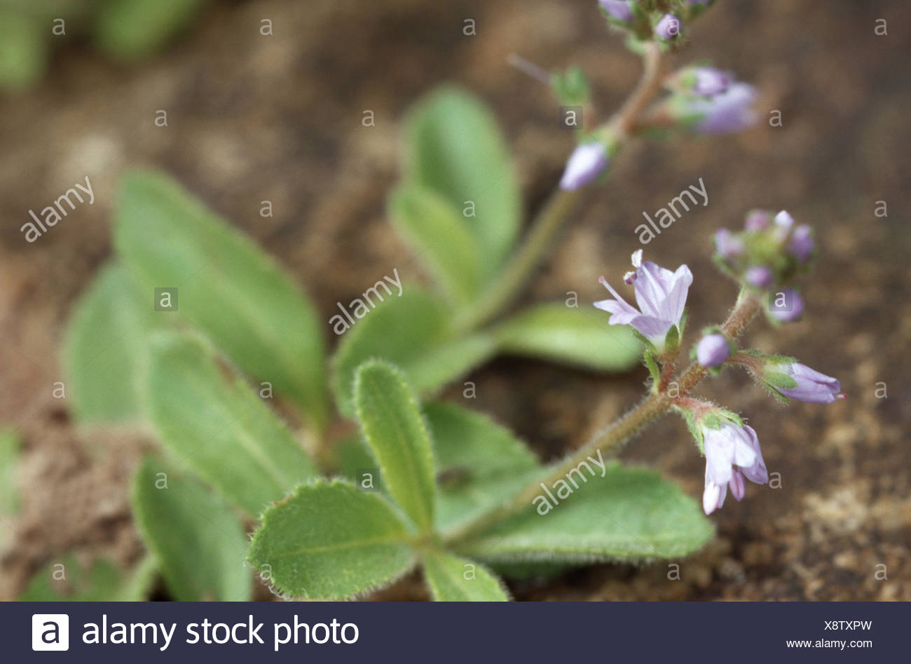 Flowering Heath Speedwell High Resolution Stock Photography and Images ...