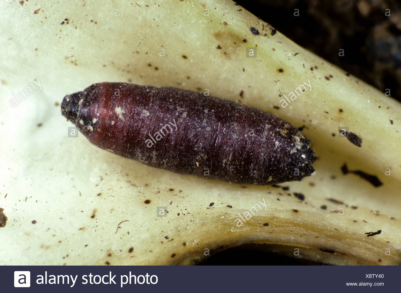 Fly Pupa Stock Photos & Fly Pupa Stock Images - Alamy