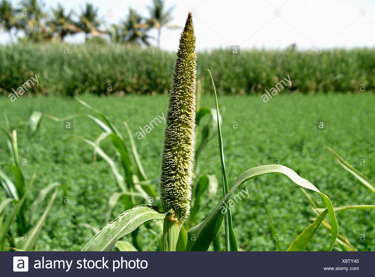 Bajri High Resolution Stock Photography and Images - Alamy