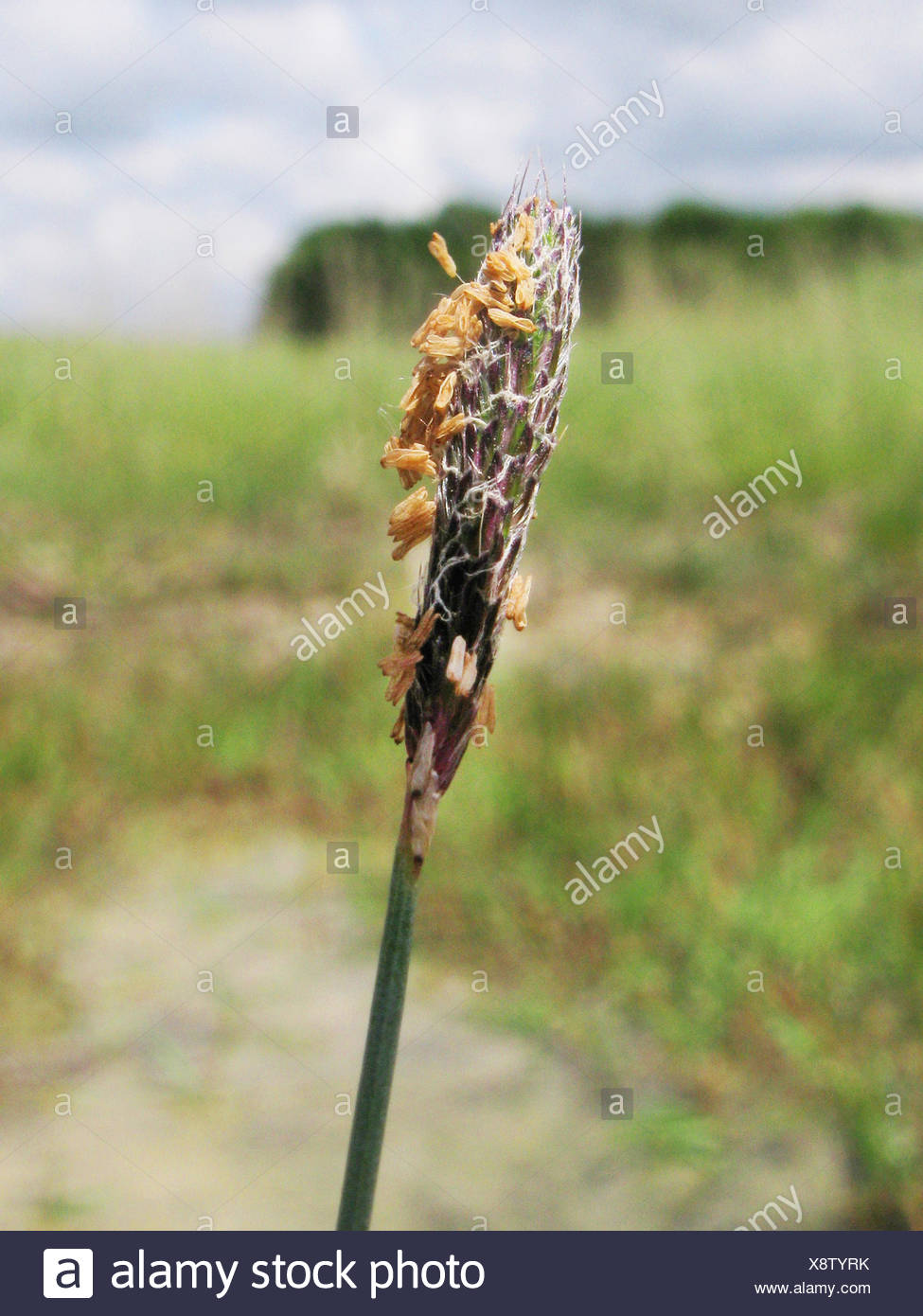 Swamp Foxtail Grass High Resolution Stock Photography and Images - Alamy
