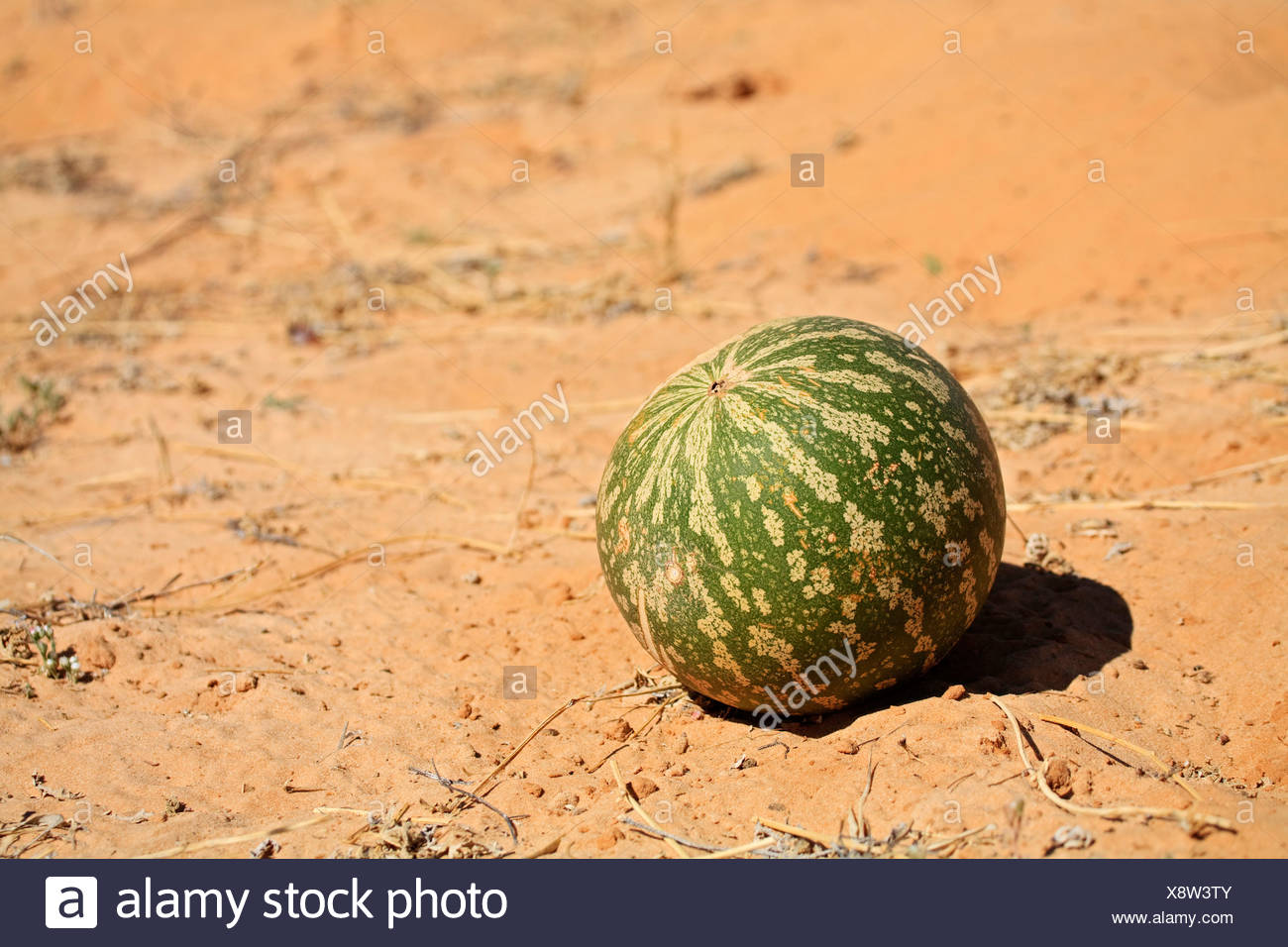 Nara Plant High Resolution Stock Photography and Images - Alamy