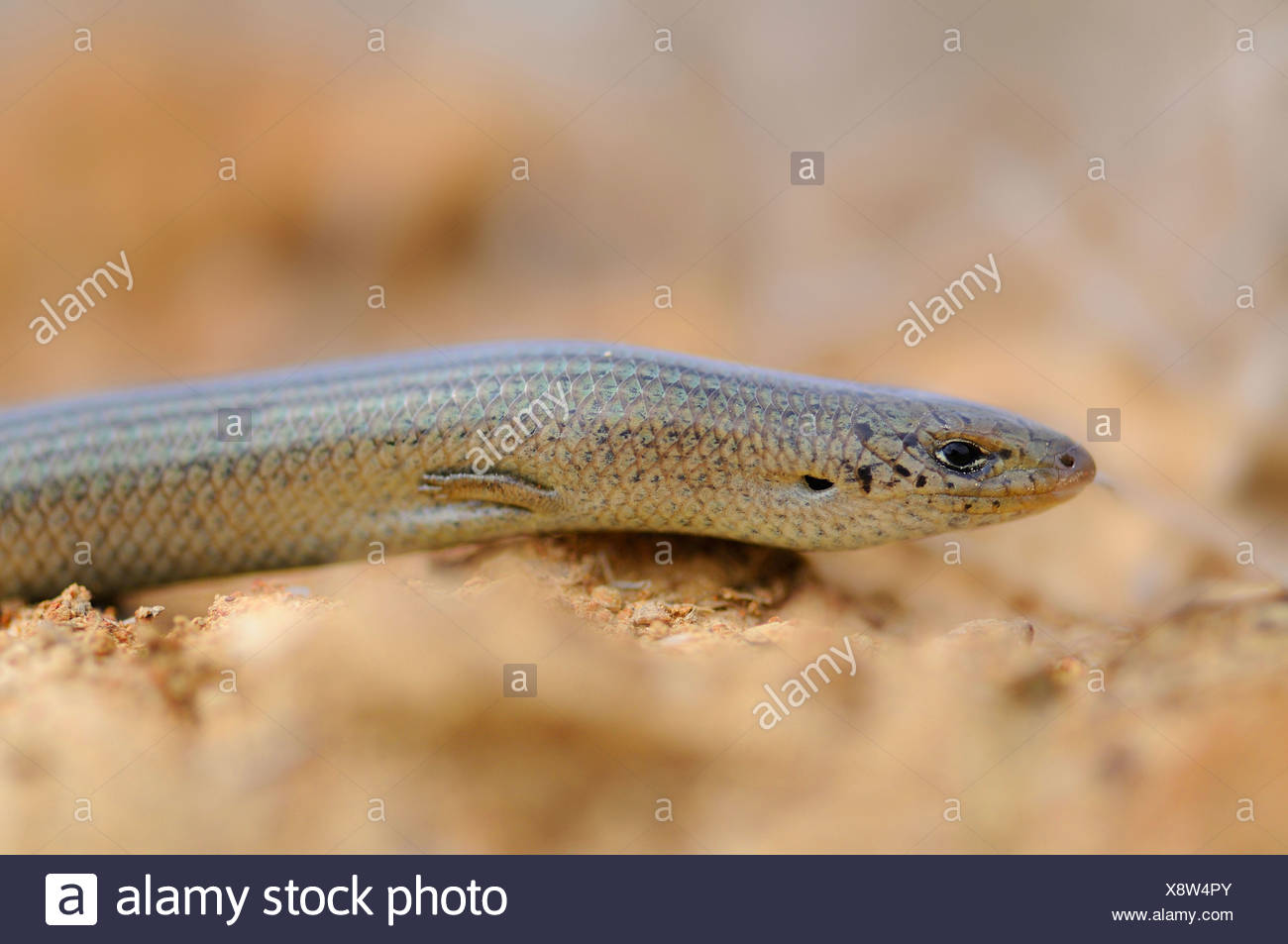 Western Three Toed Skink High Resolution Stock Photography and Images ...