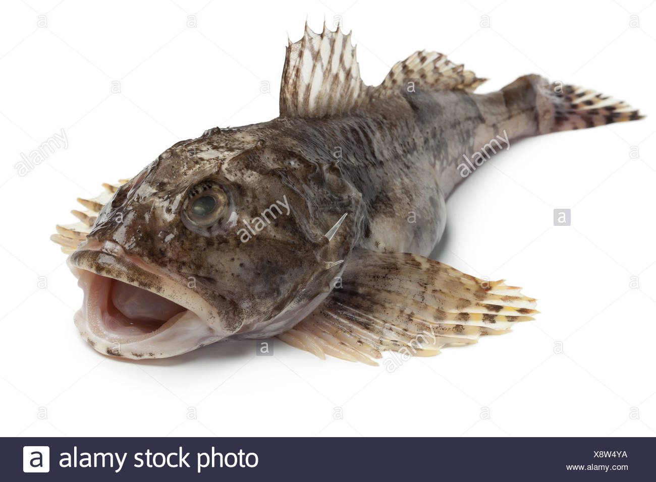 Cottidae High Resolution Stock Photography and Images - Alamy