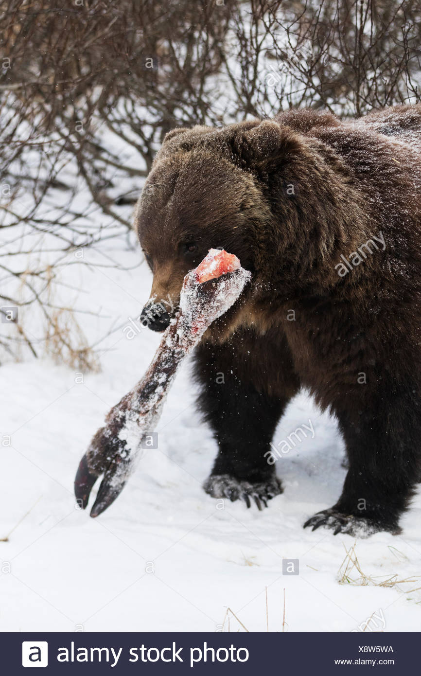 Grizzly Bear Ursus Winter Stock Photos & Grizzly Bear Ursus Winter ...