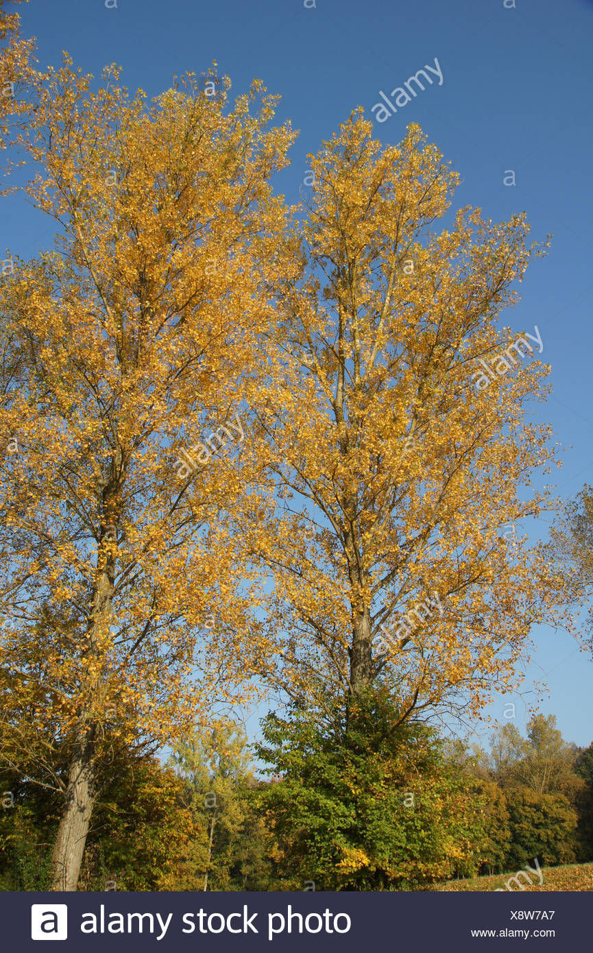 Populus X Canadensis High Resolution Stock Photography and Images - Alamy