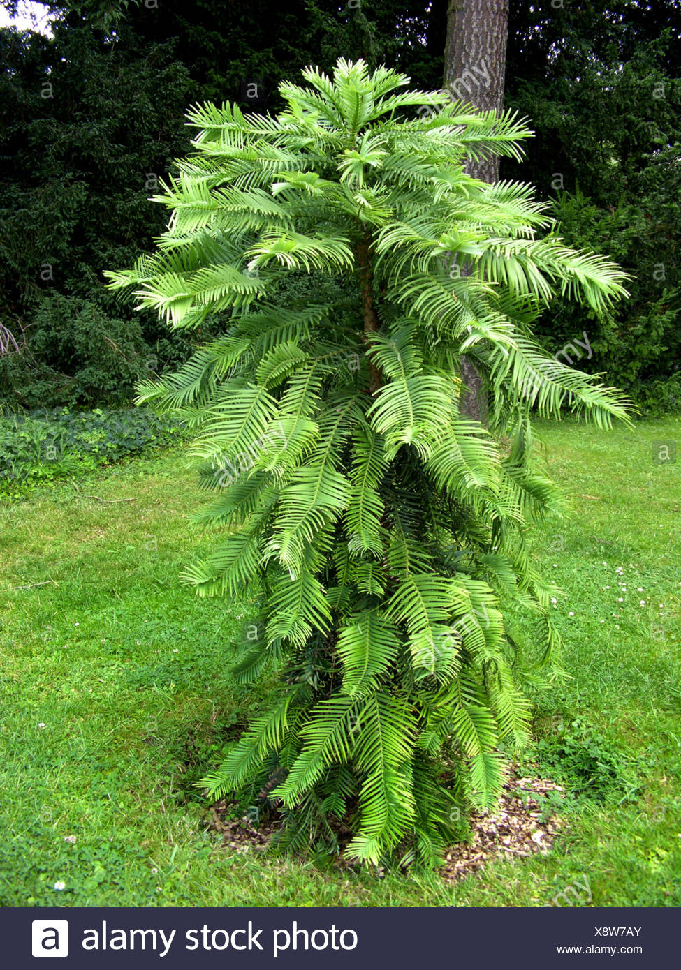 Wollemi Pine High Resolution Stock Photography and Images - Alamy