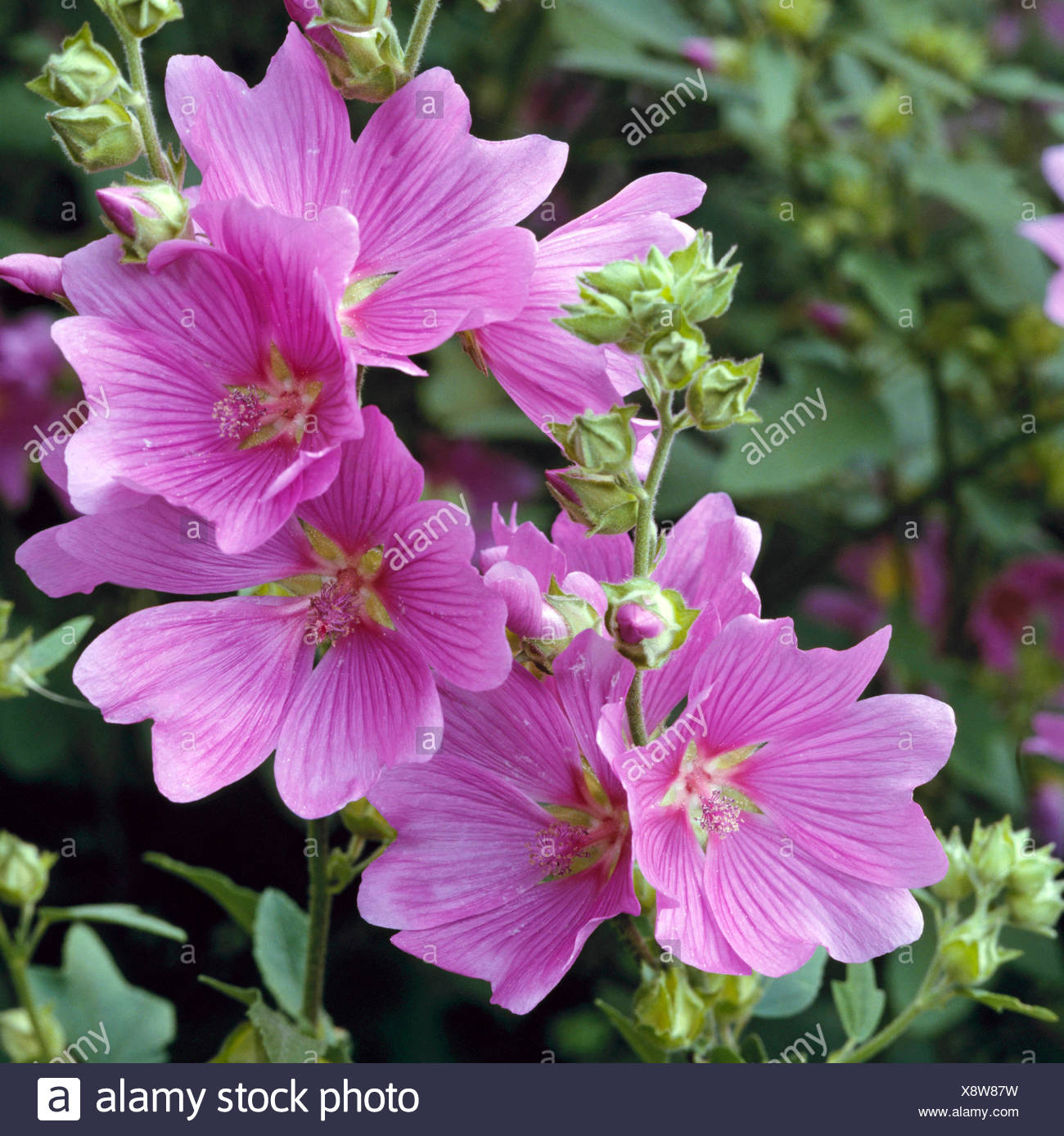 Clementii Rosea High Resolution Stock Photography and Images - Alamy