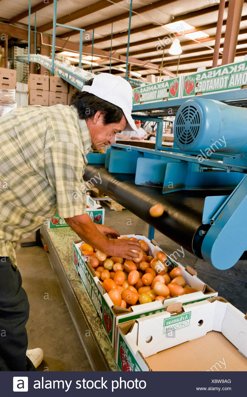 Sorting Tomatoes High Resolution Stock Photography and Images - Alamy