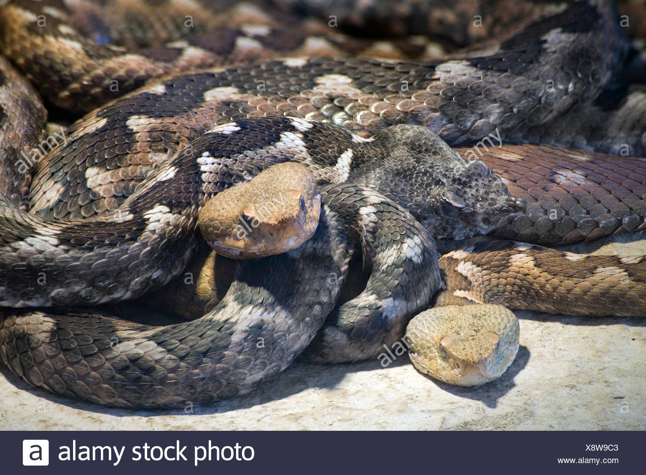 Snake Mating High Resolution Stock Photography and Images - Alamy