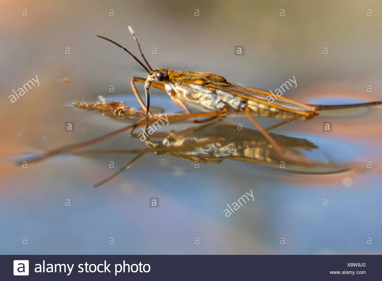 The Crickets High Resolution Stock Photography and Images - Alamy
