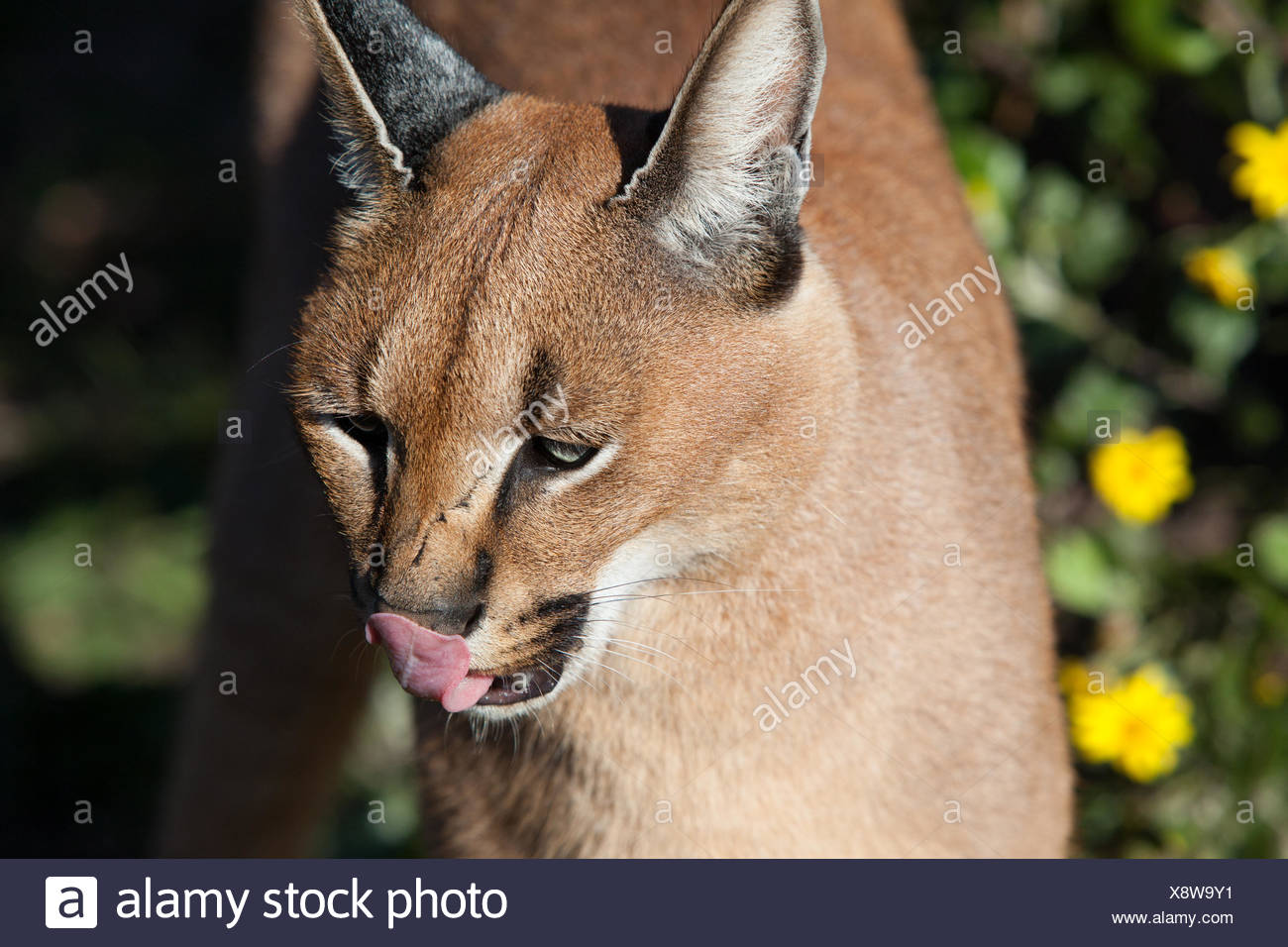 African Carnivores High Resolution Stock Photography and Images - Alamy