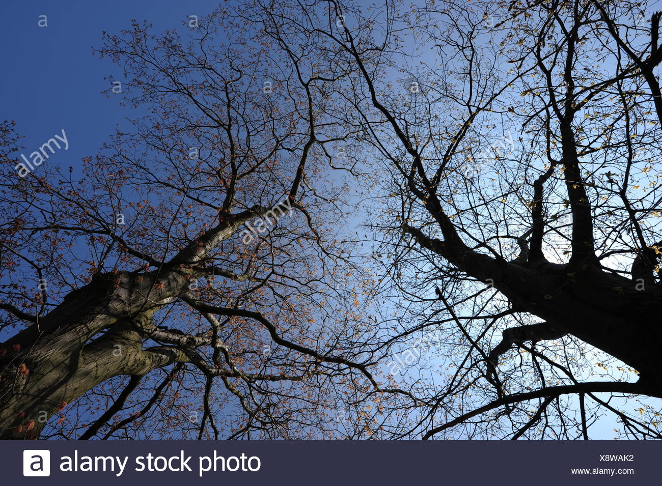 Trees Black Oak High Resolution Stock Photography and Images - Alamy