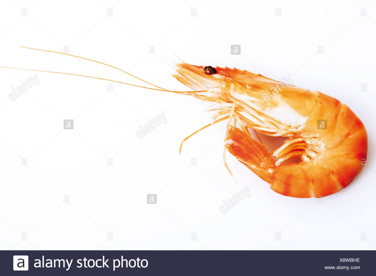 Caridea High Resolution Stock Photography and Images - Alamy