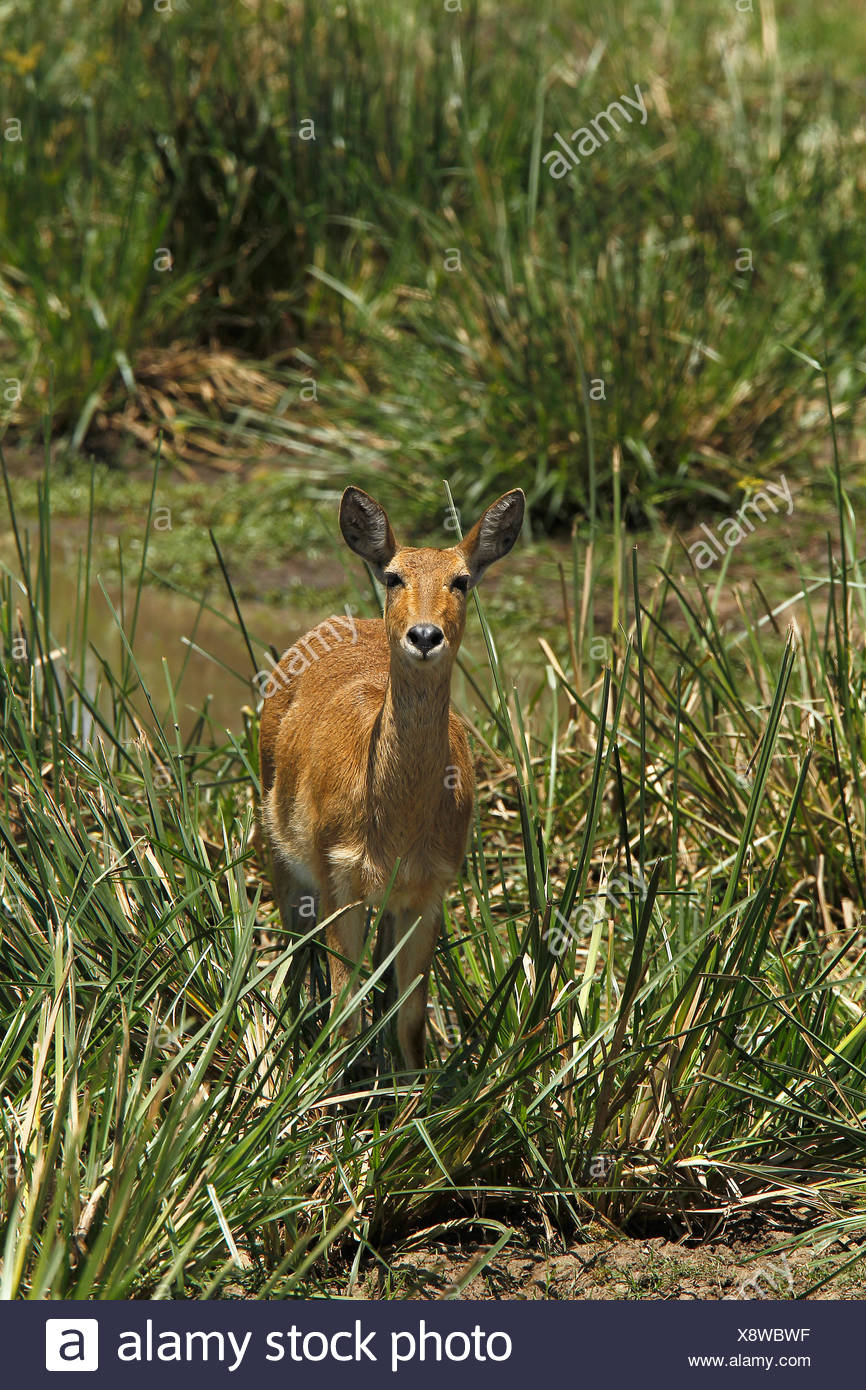 Redunca Arundinum High Resolution Stock Photography and Images - Alamy