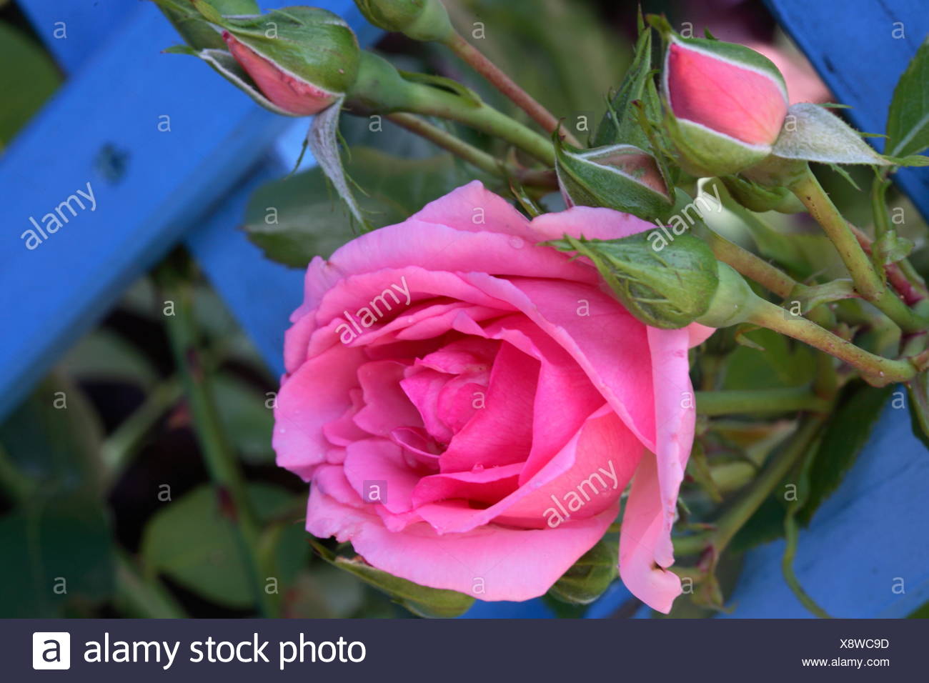Climbing Rose Thorns High Resolution Stock Photography and Images - Alamy