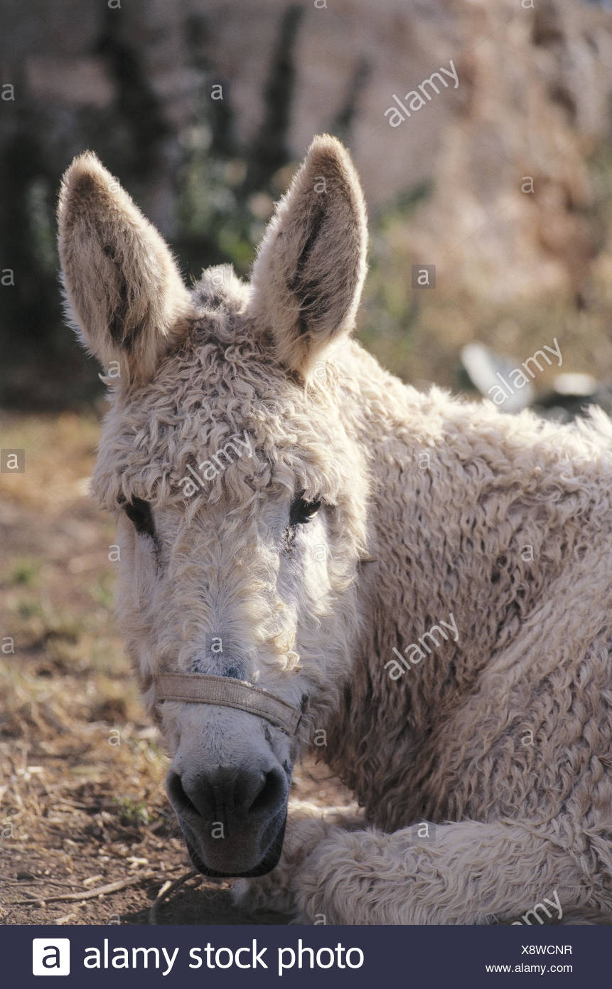 Donkey Lie High Resolution Stock Photography and Images - Alamy