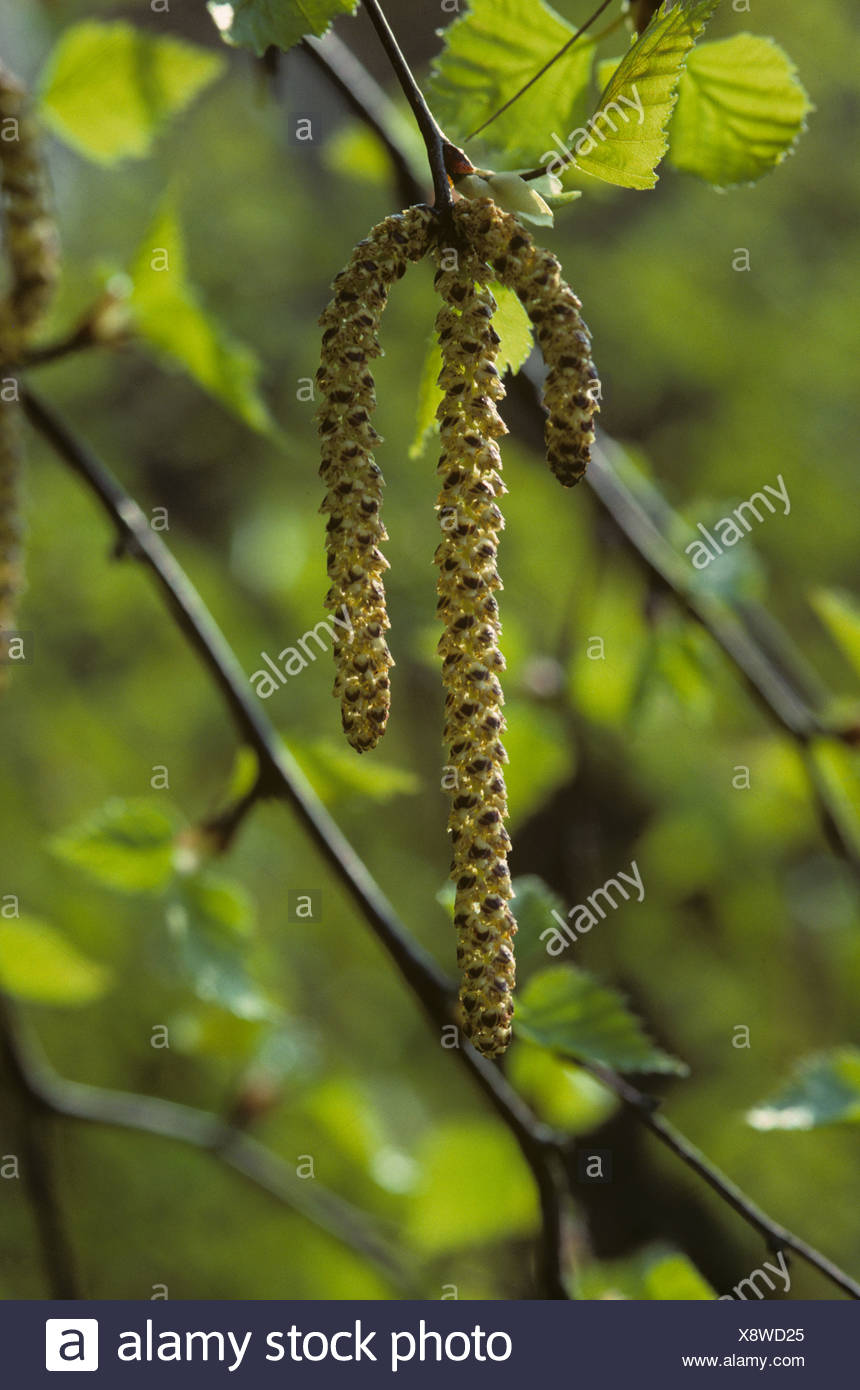 Silver Birch Tree Catkins Stock Photos & Silver Birch Tree Catkins ...