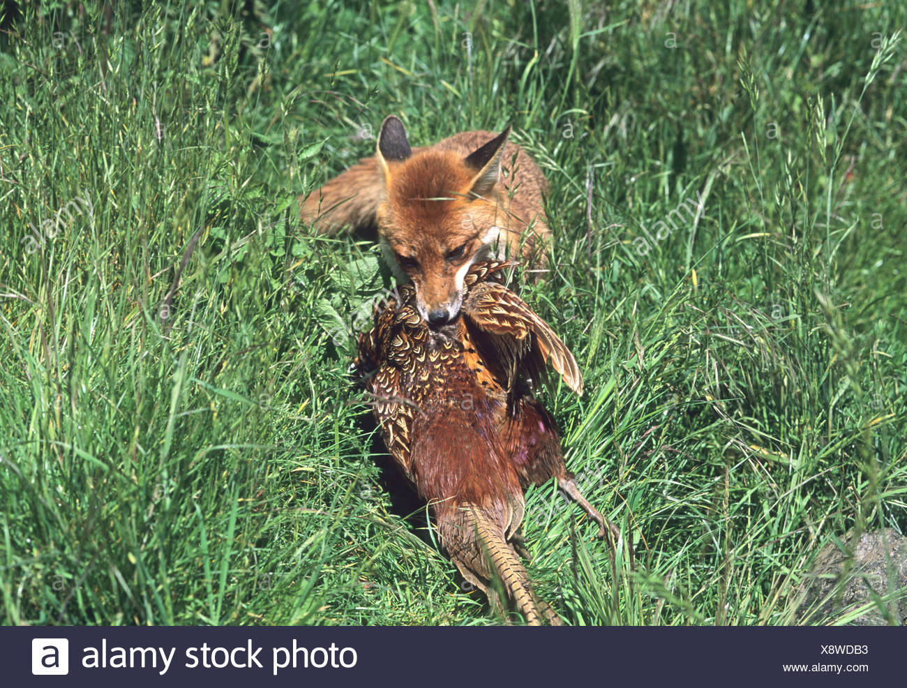 Fox And Pheasant High Resolution Stock Photography and Images - Alamy