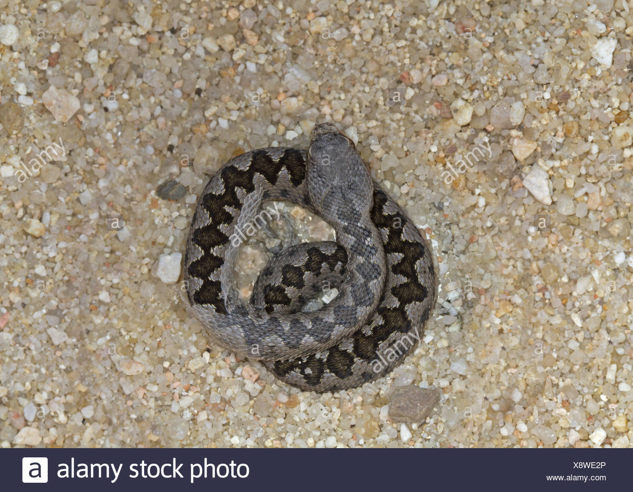 Baby Viper Snake Stock Photos & Baby Viper Snake Stock Images - Alamy