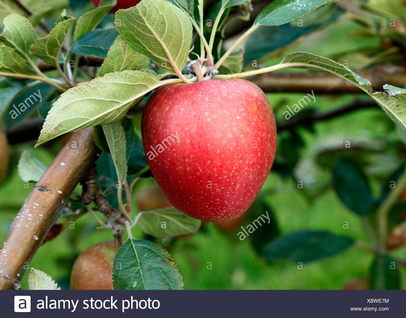 Adams Apple High Resolution Stock Photography and Images - Alamy