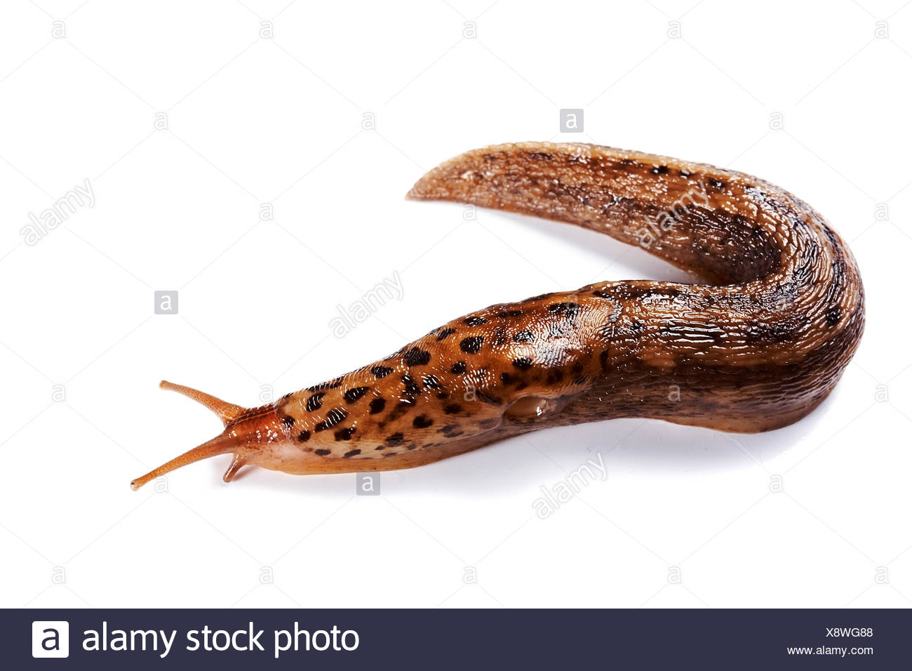 Slimy Slug High Resolution Stock Photography and Images - Alamy