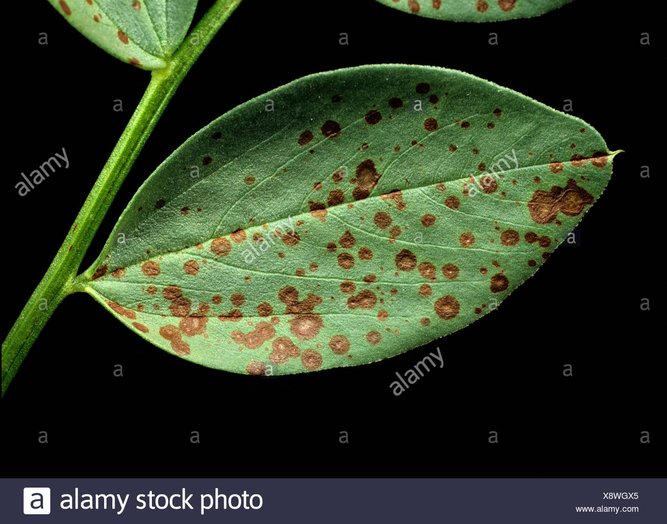 Chocolate Spot Disease High Resolution Stock Photography and Images - Alamy