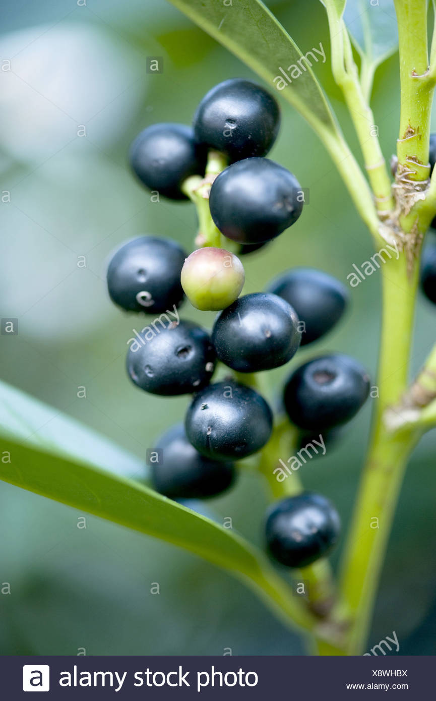 Laurel Berries High Resolution Stock Photography and Images - Alamy