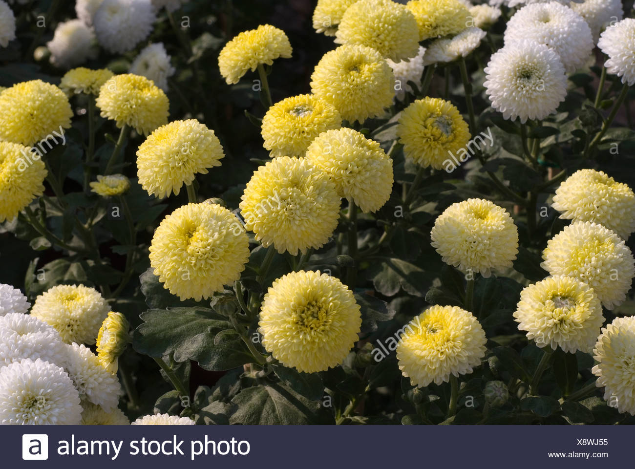 Chrysanthemum Yellow Stock Photos & Chrysanthemum Yellow Stock Images ...