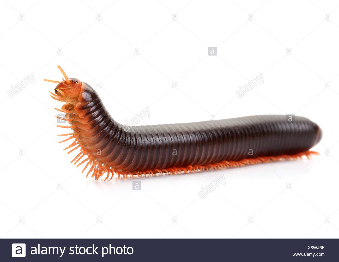 Millipedes Diplopoda High Resolution Stock Photography and Images - Alamy