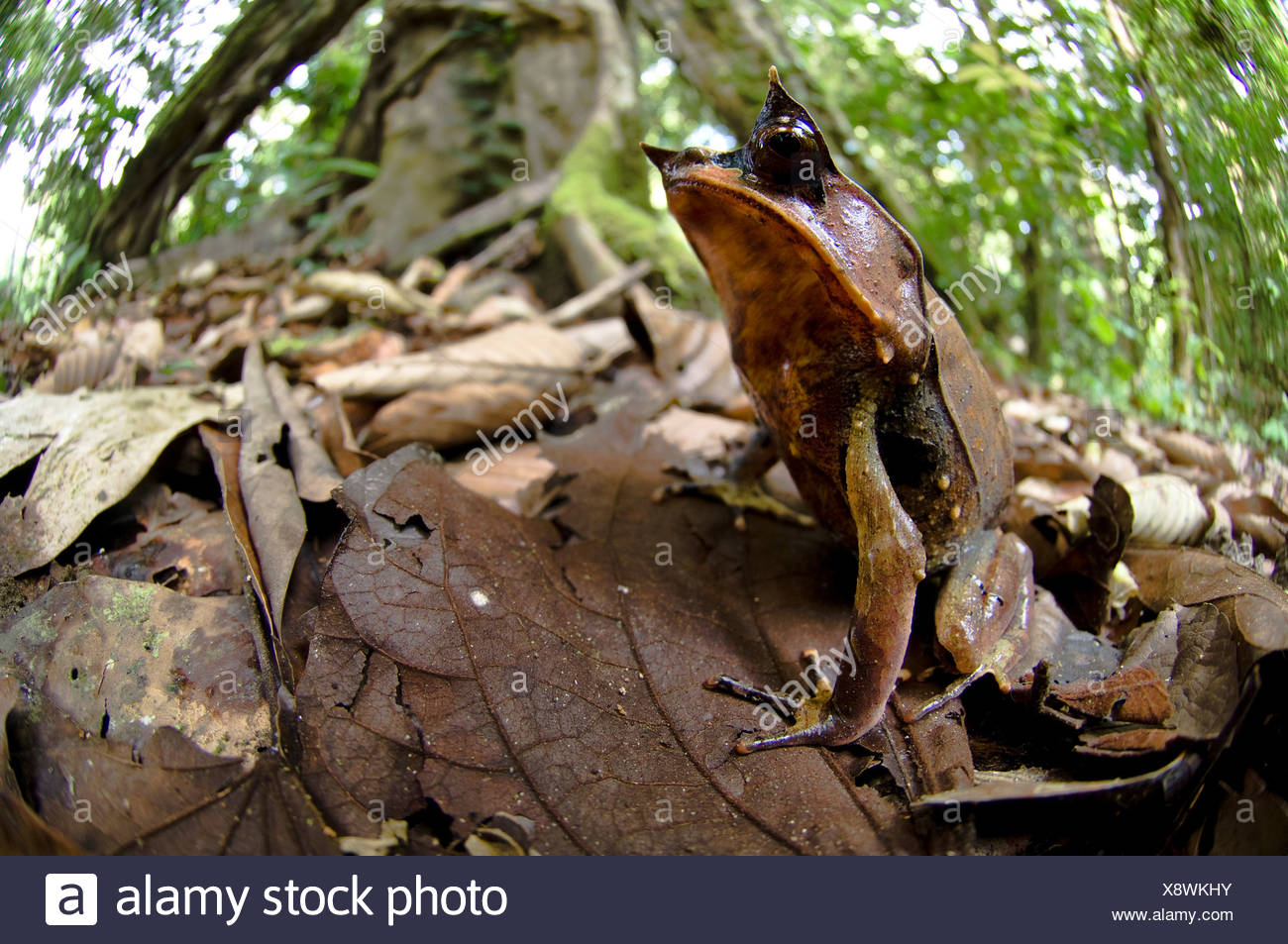 Bornean Horned Frog High Resolution Stock Photography and Images - Alamy