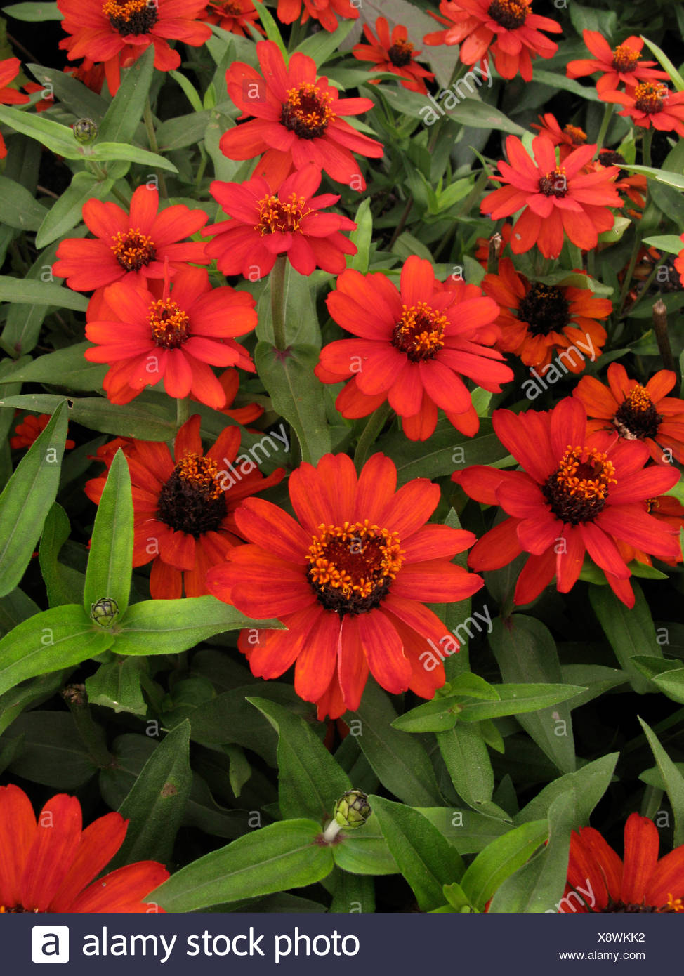 Zinnia Leaf High Resolution Stock Photography and Images - Alamy