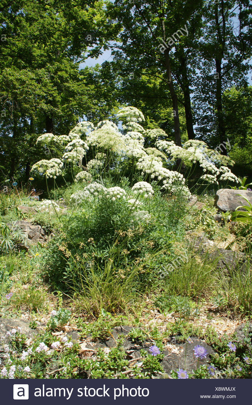 Silphion High Resolution Stock Photography and Images - Alamy