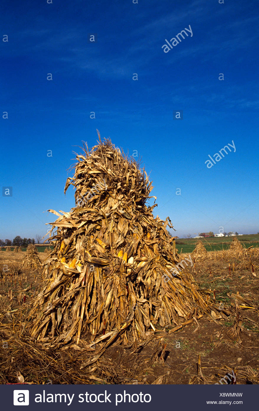 Corn Shock Stock Photos & Corn Shock Stock Images - Alamy