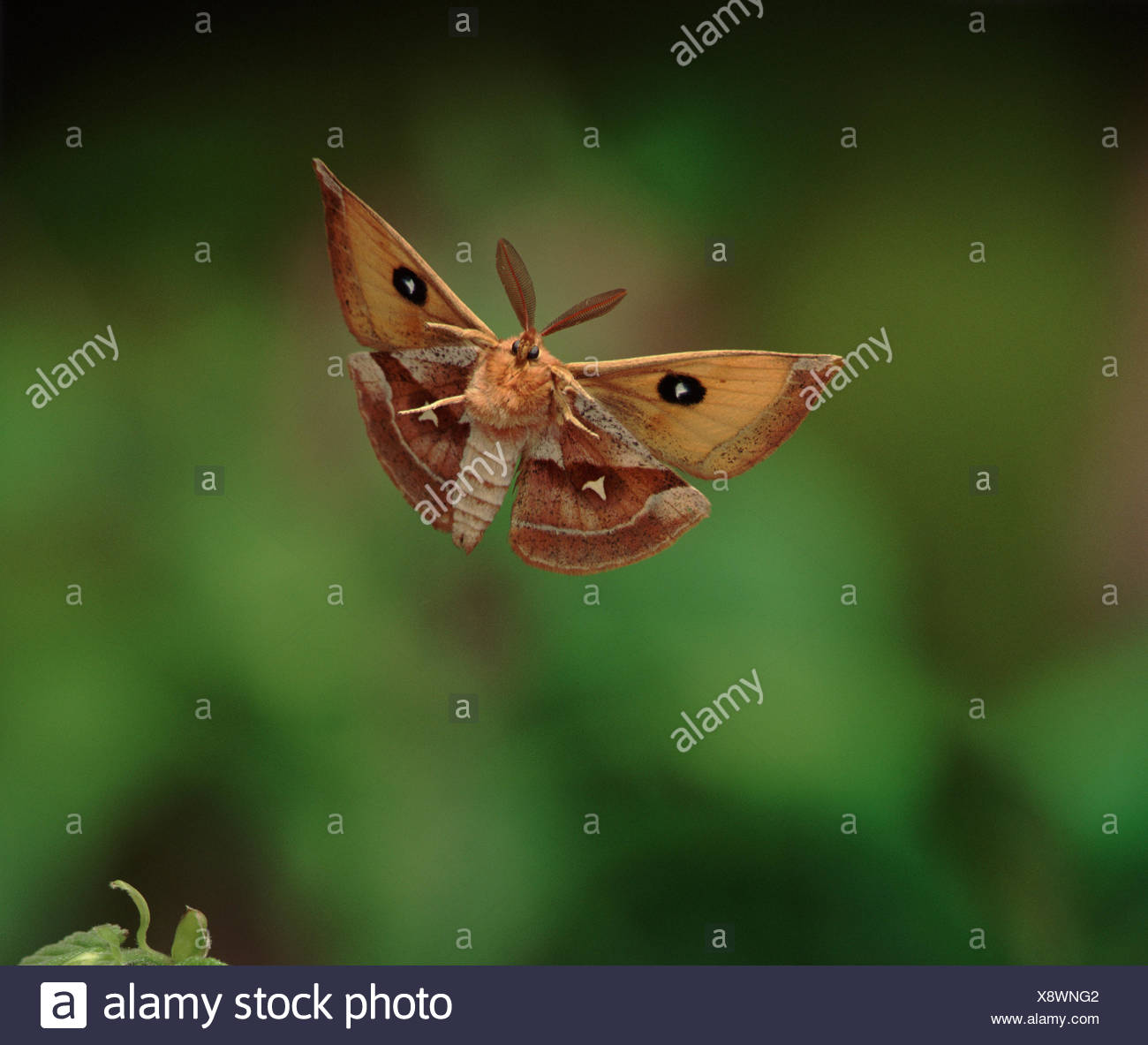 Tau Emperor Moths High Resolution Stock Photography and Images - Alamy
