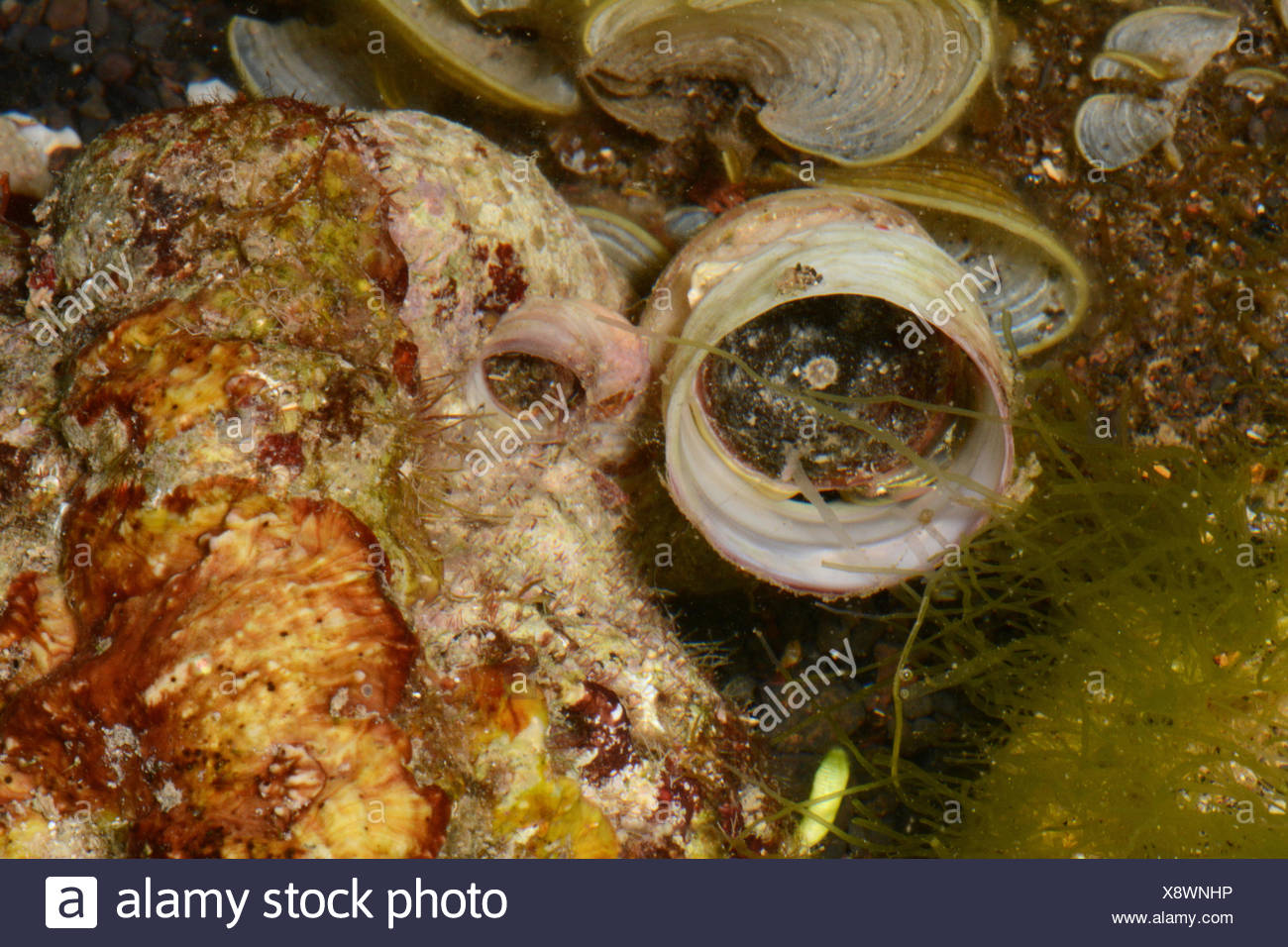 Worm Shell High Resolution Stock Photography and Images - Alamy