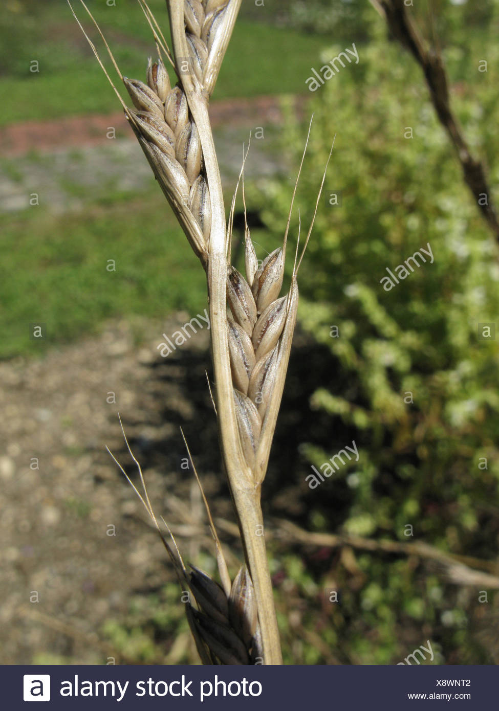 Bearded Darnel High Resolution Stock Photography and Images - Alamy