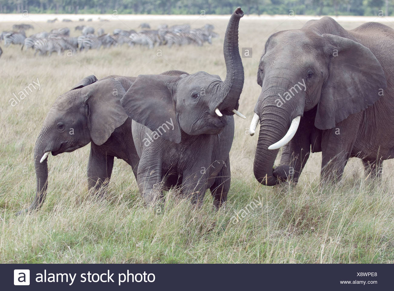 Elephant Trumpeting High Resolution Stock Photography and Images - Alamy