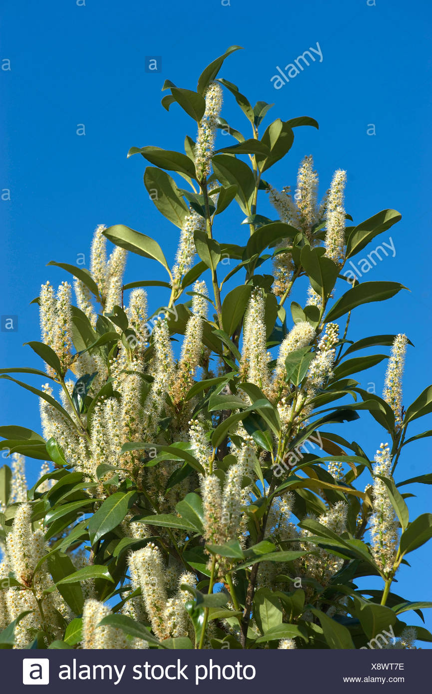 Laurel Tree Flowering High Resolution Stock Photography and Images - Alamy