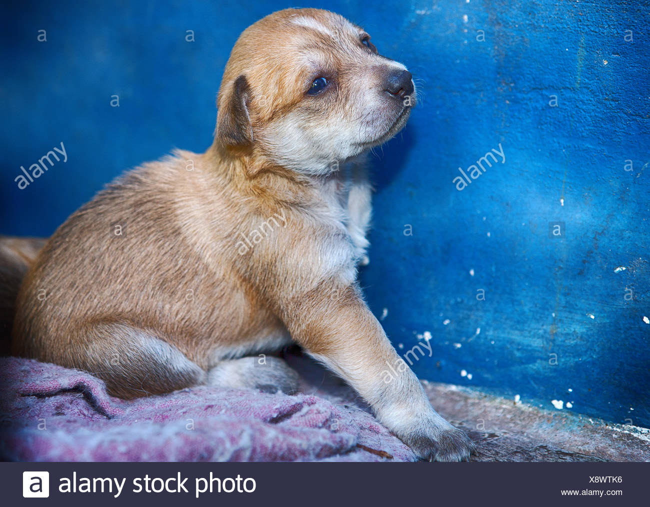Hangdog Look Stock Photos & Hangdog Look Stock Images - Alamy