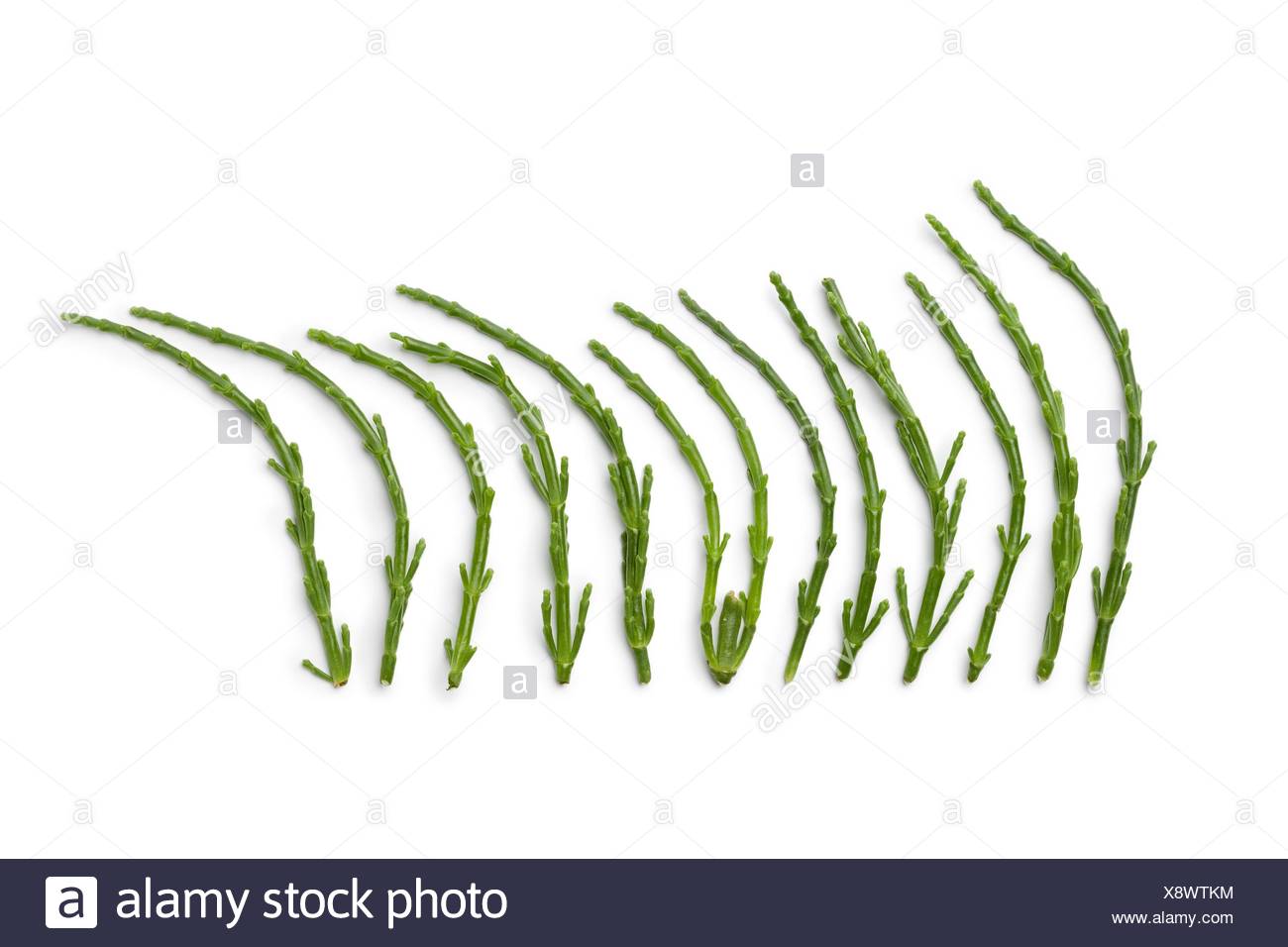 Salicorn High Resolution Stock Photography and Images - Alamy