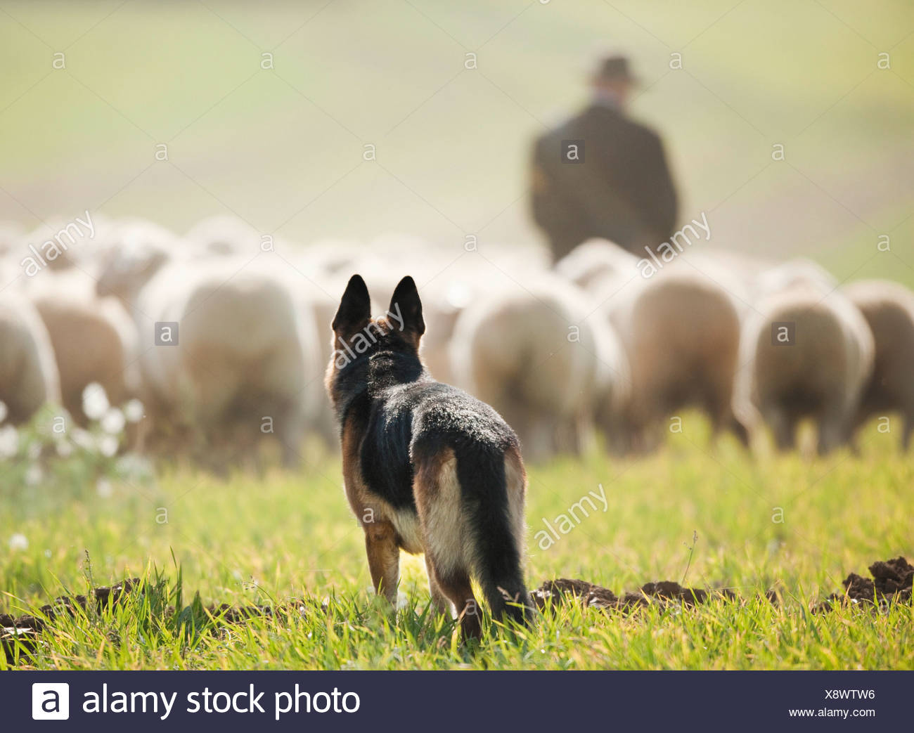 Sheepdog Herding Sheep High Resolution Stock Photography and Images - Alamy