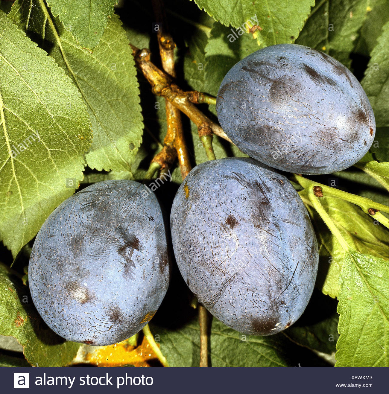 Damask Plum Stock Photos & Damask Plum Stock Images - Alamy