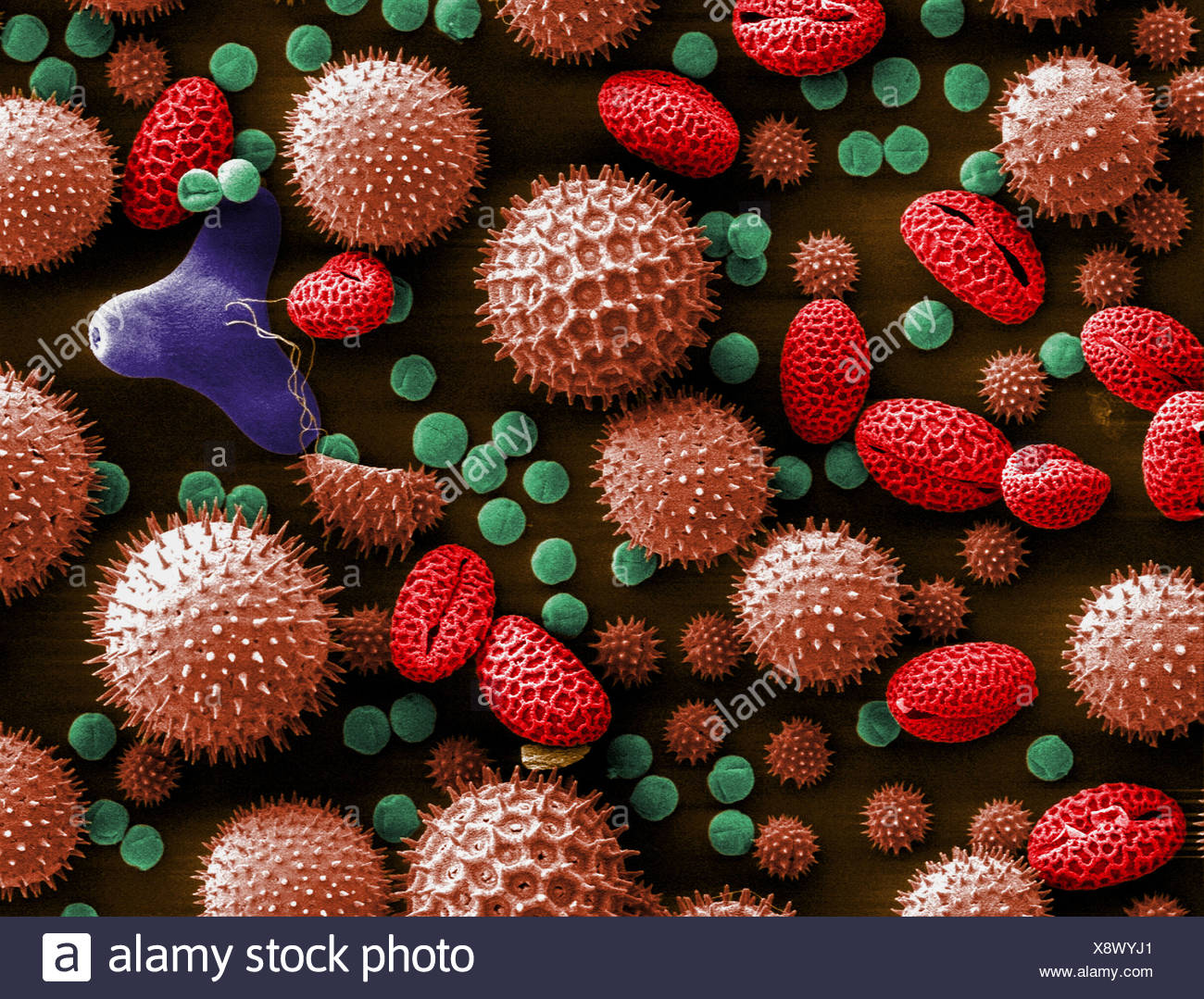 Pollen Sem High Resolution Stock Photography and Images - Alamy