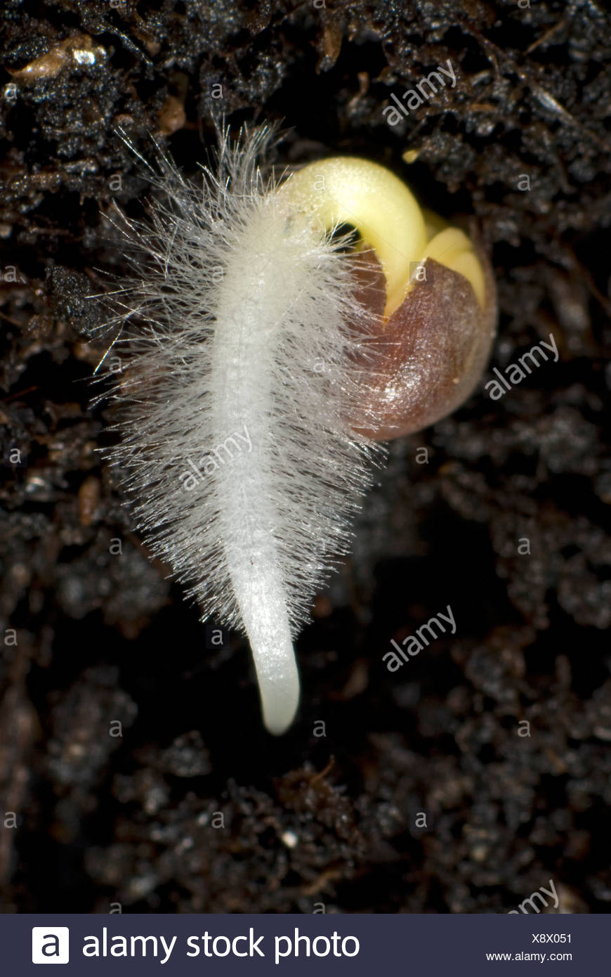 Plant Root Hairs Stock Photos & Plant Root Hairs Stock Images - Alamy