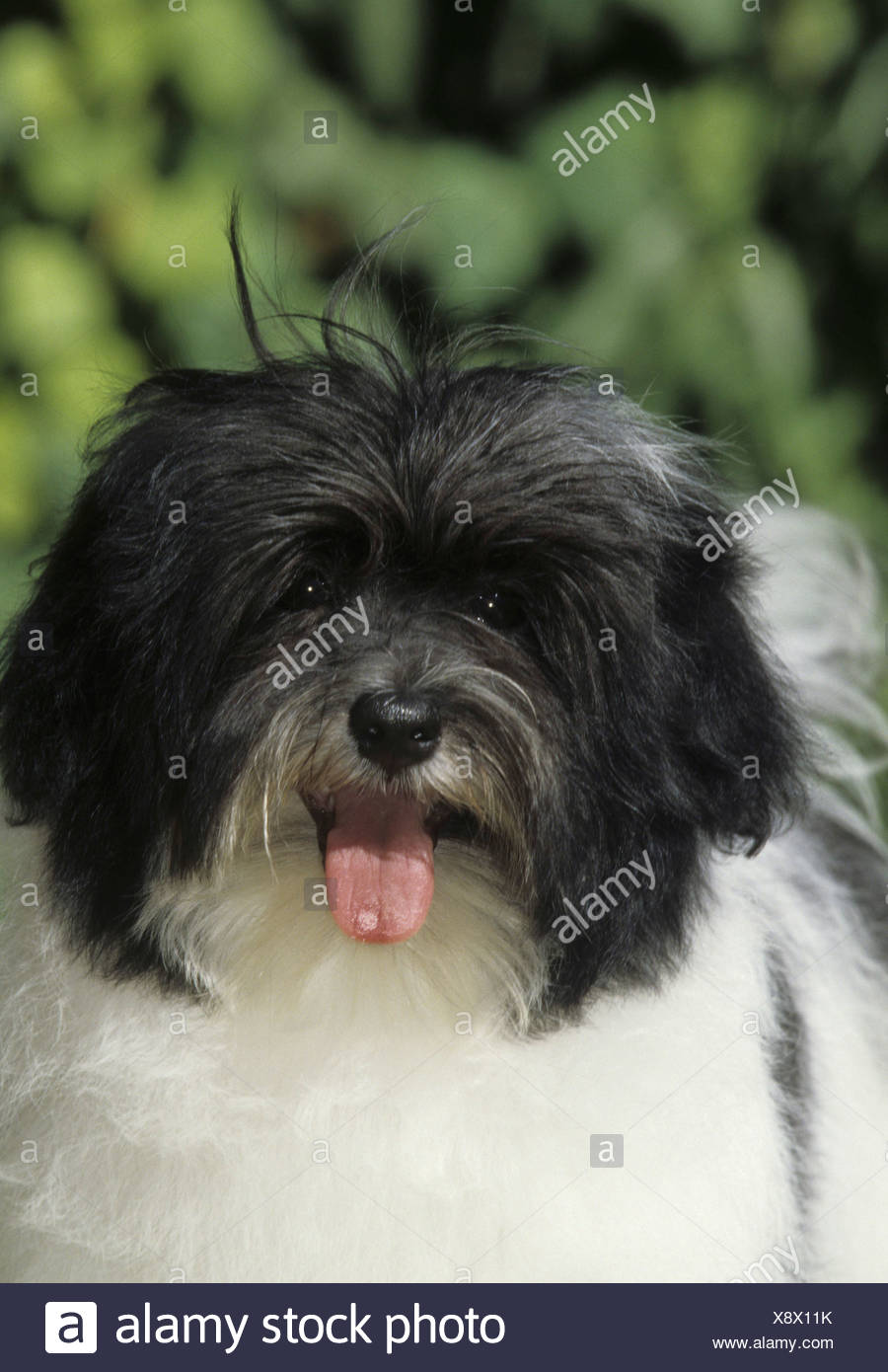 Havanese Dog Stock Photos & Havanese Dog Stock Images - Alamy